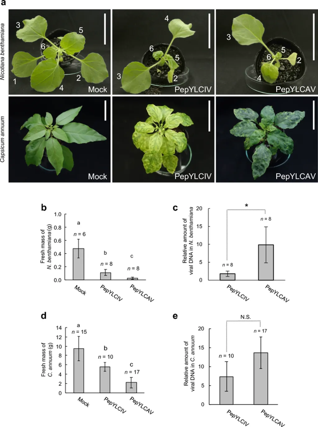Indonesian Study Uncovers Begomoviruses Threatening Key Crops ...