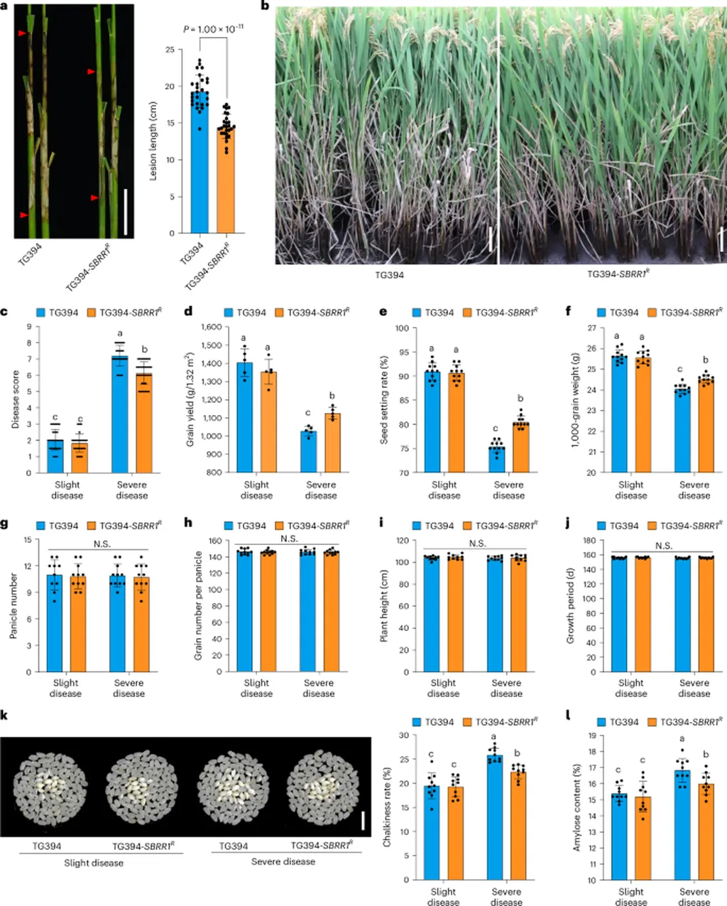 Chinese Scientists Uncover Rice’s Sheath Blight Resistance Gene ...