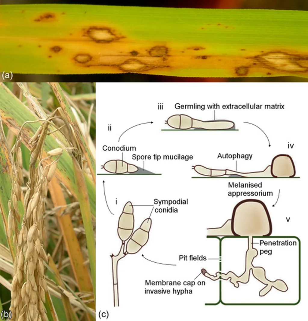 Scientists Uncover Fungal Pathogen’s Weakness in Rice Blast Battle ...