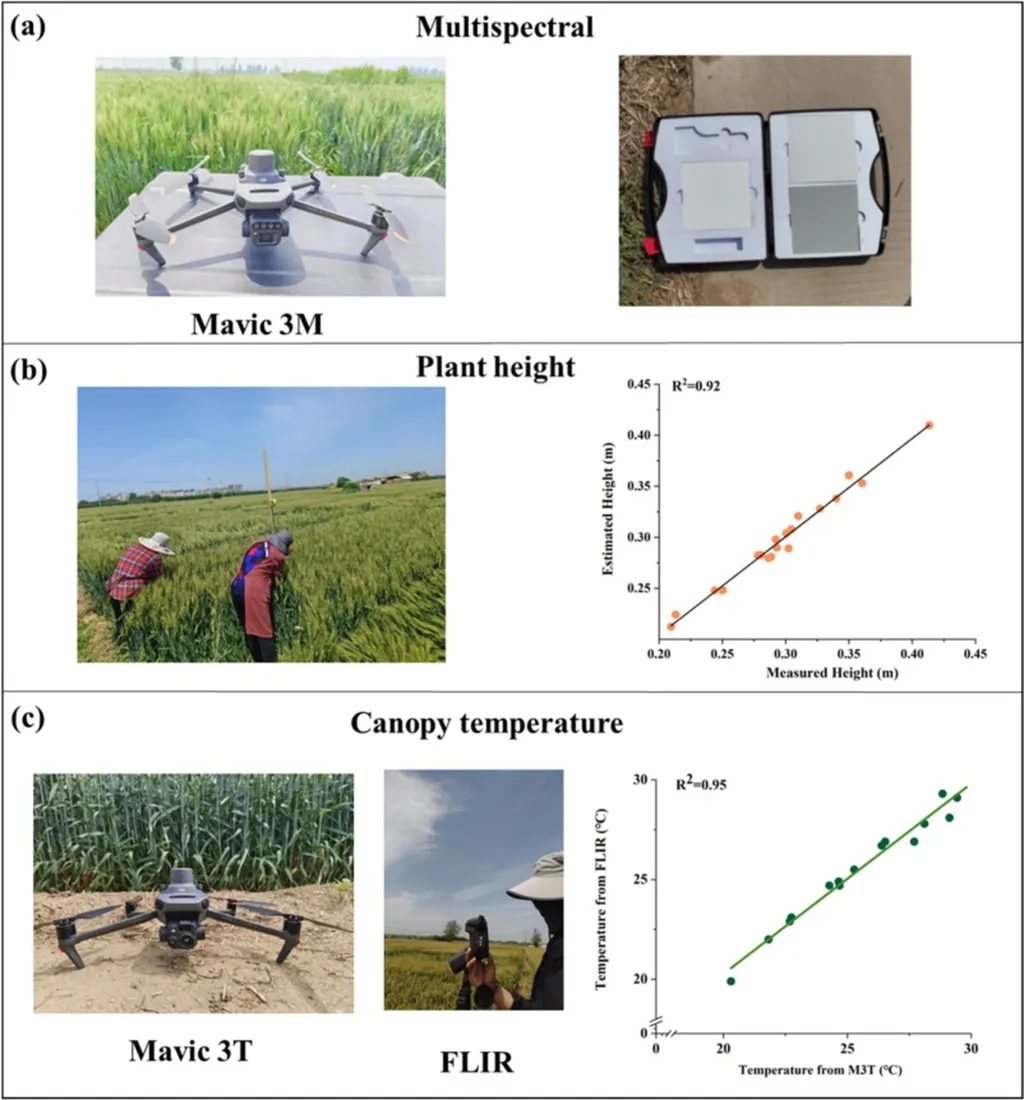 UAVs Revolutionize Drought-Resistant Rice Screening - AgriTech Insights