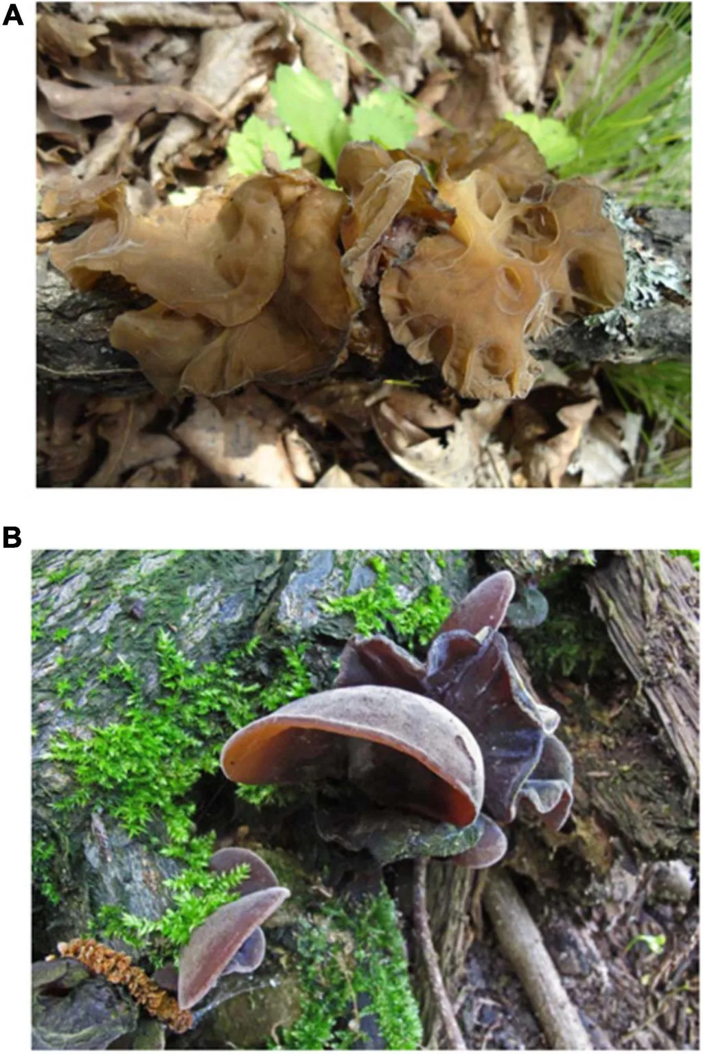 Hainan Researchers Unveil New Auricularia Strain for Sustainable ...