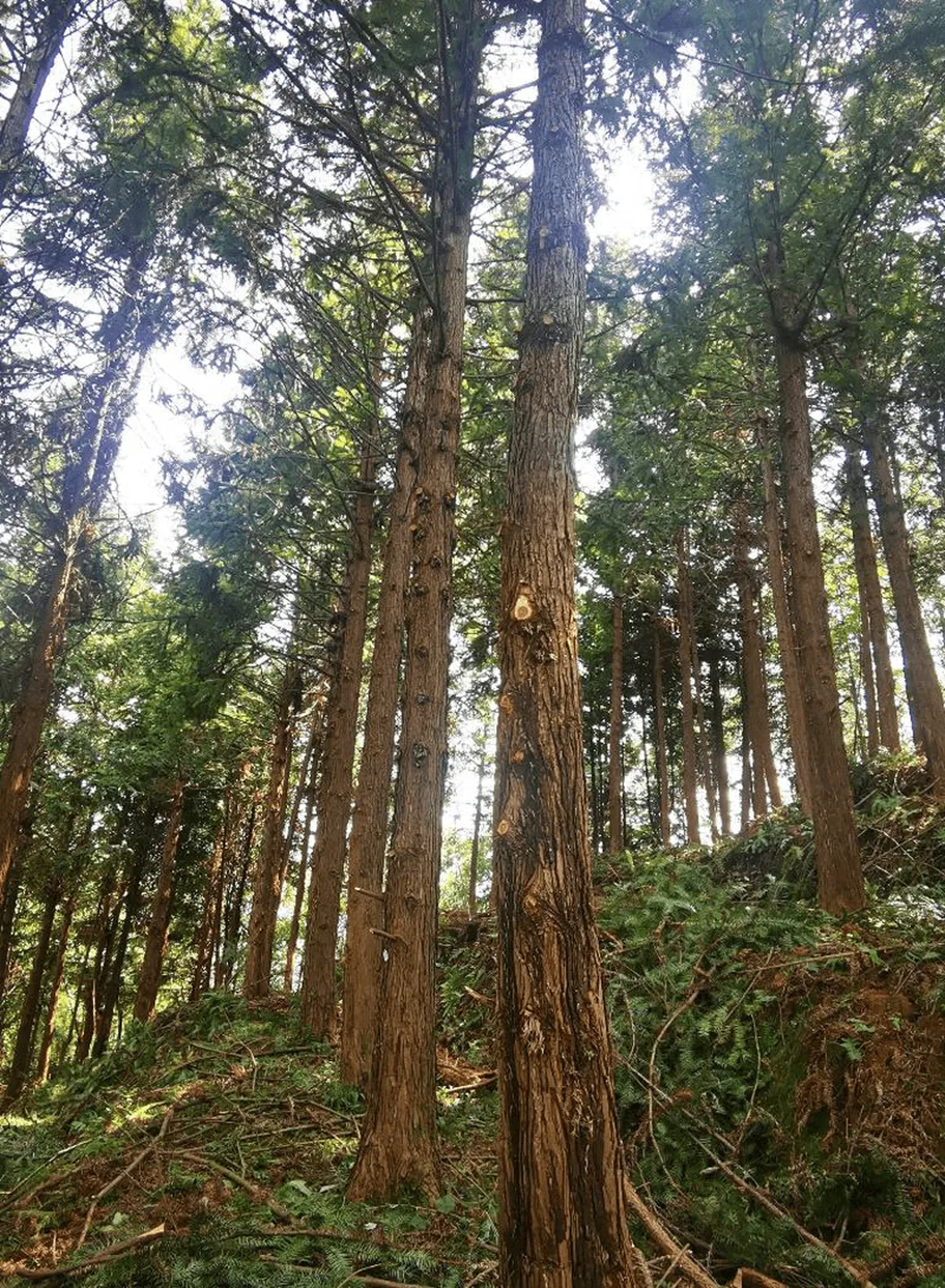 Chinese Fir Wood Composition Unlocked: Breakthrough in Forestry ...