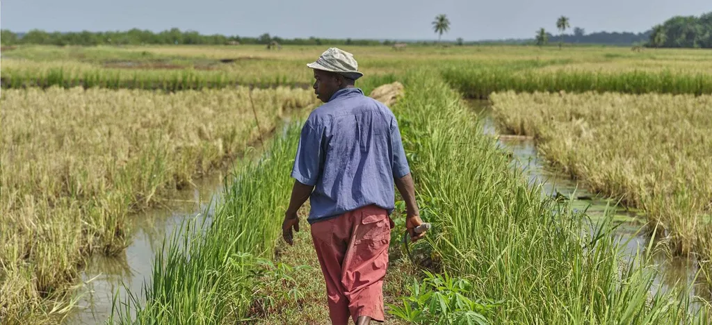 Crop Diversification: The Key to Boosting Yields and Resilience ...