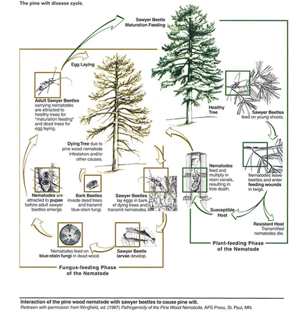 PGCNet: AI’s New Weapon Against Pine Wilt Disease - AgriTech Insights