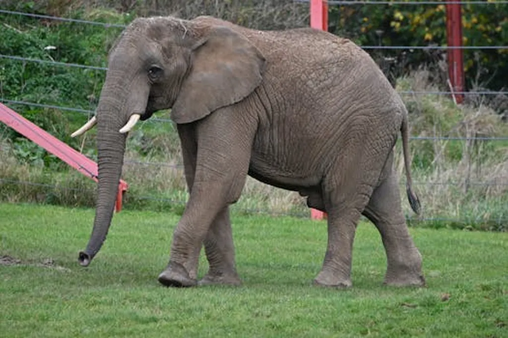 Revolutionizing Donkey Nutrition: Gut Microbiota Insights Boost Farm ...