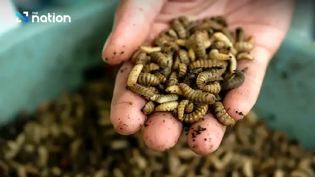Thailand’s Black Soldier Fly: A Protein Revolution in Sustainable Feed ...