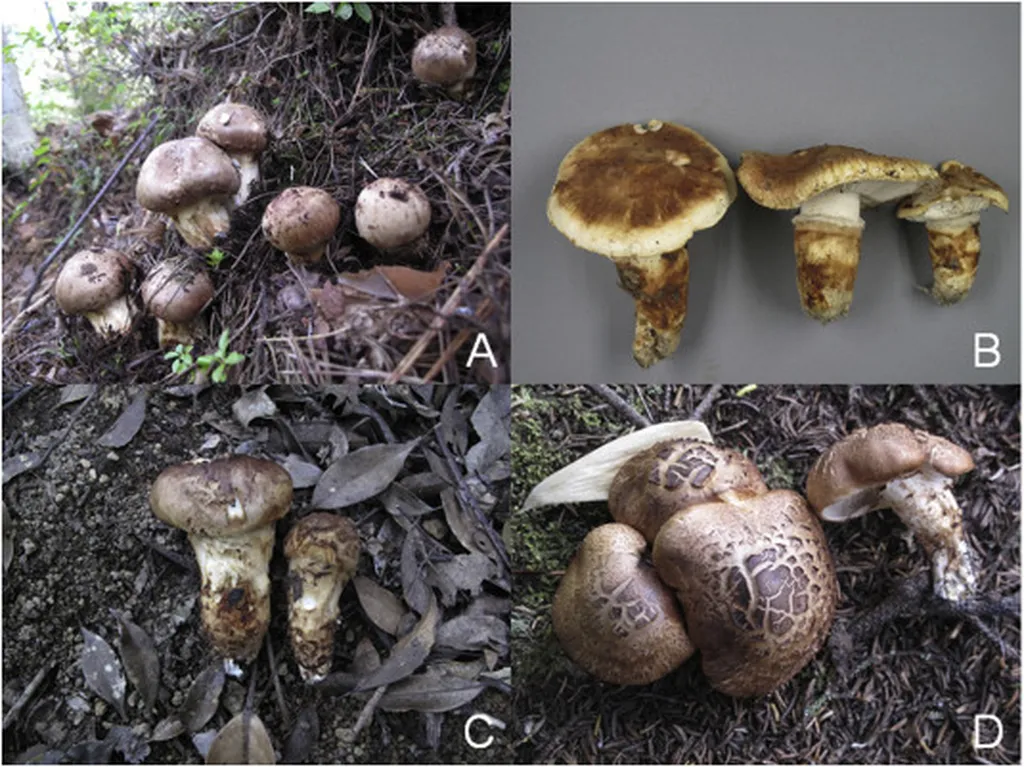 Tricholoma matsutake Fungus Reshapes Soil Microbiome for Sustainable ...