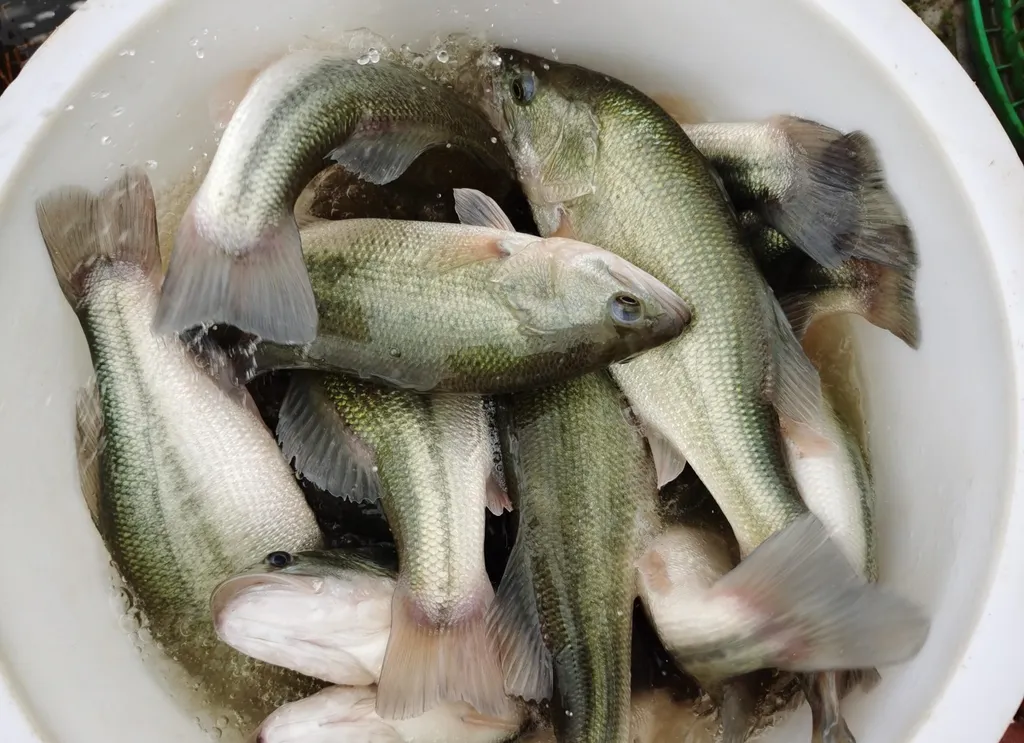 Yeast Culture Boosts Largemouth Bass Farming Efficiency - AgriTech Insights